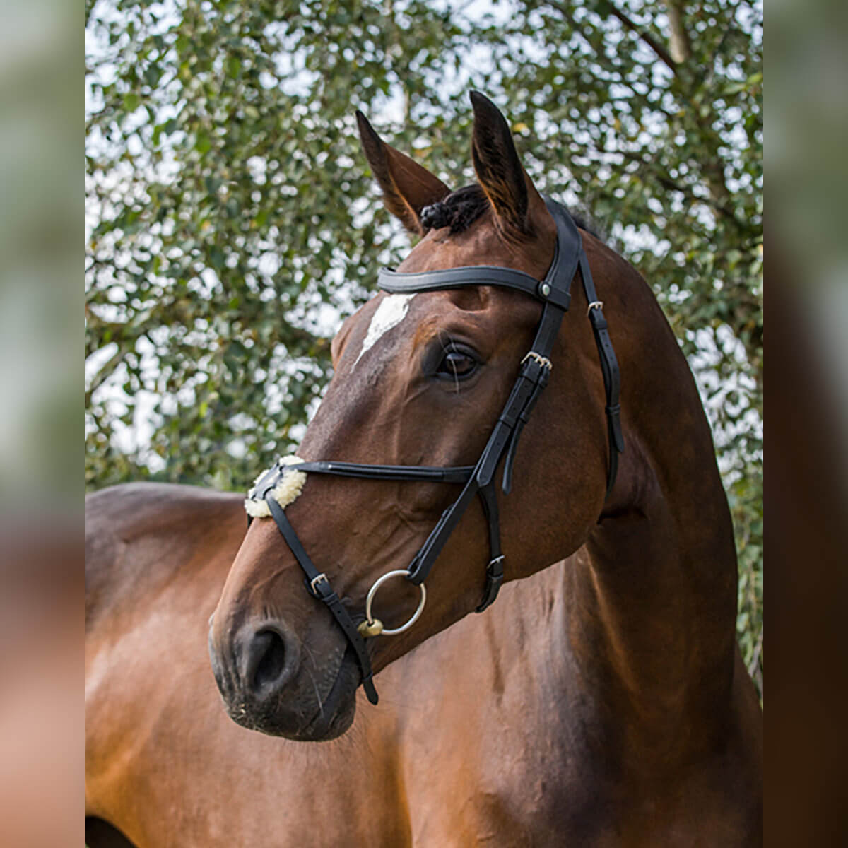 Eco Rider Freedom Grackle Bridle - Black – The Elms Equestrian